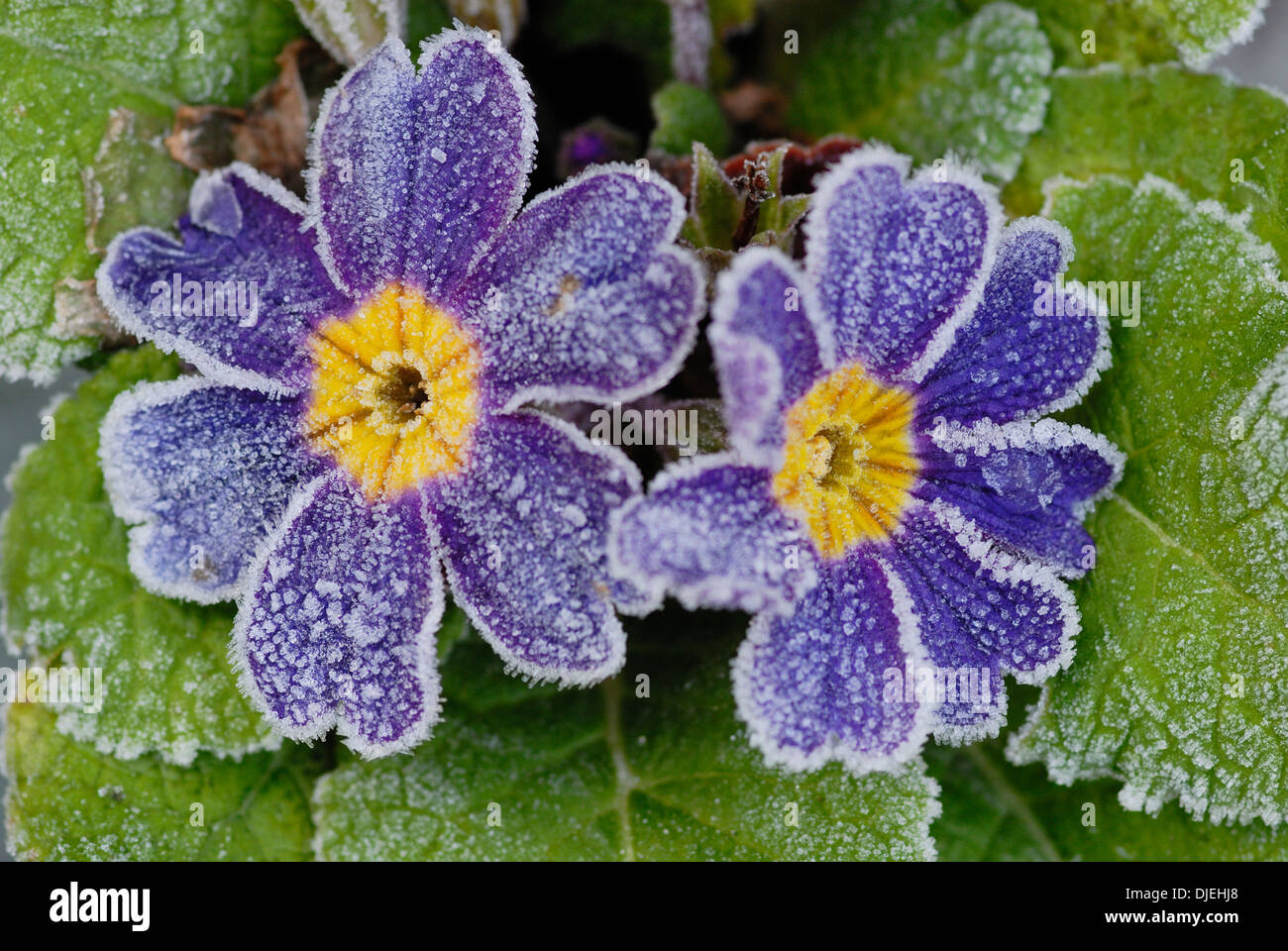 Frost covered Primroses Stock Photo - Alamy