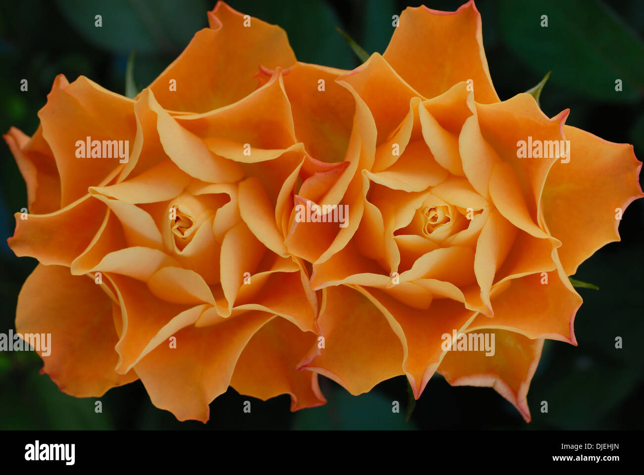 Flowers connected hi-res stock photography and images - Alamy