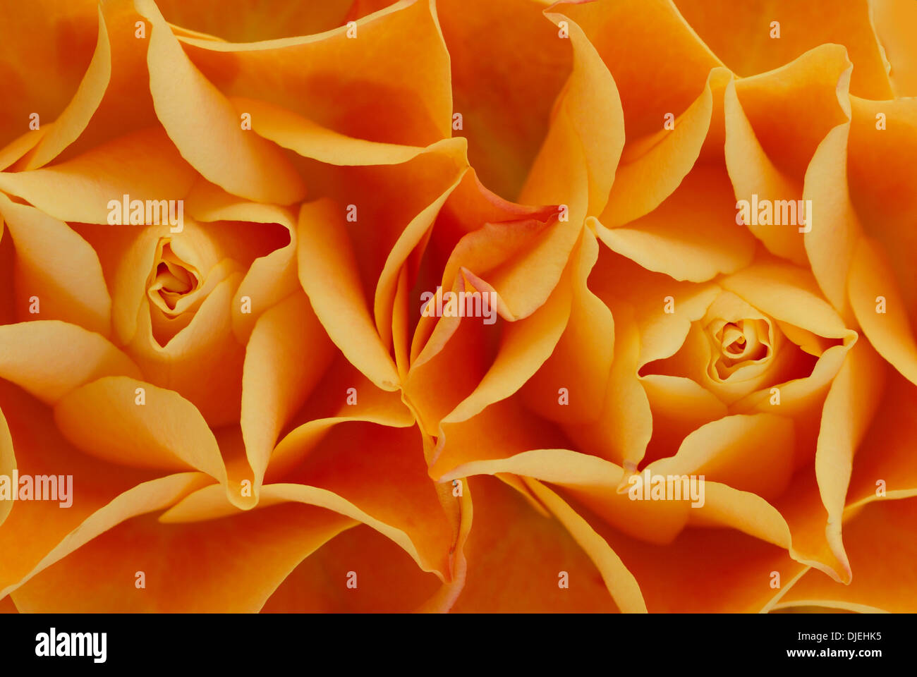 Two Rose flowers together Stock Photo - Alamy