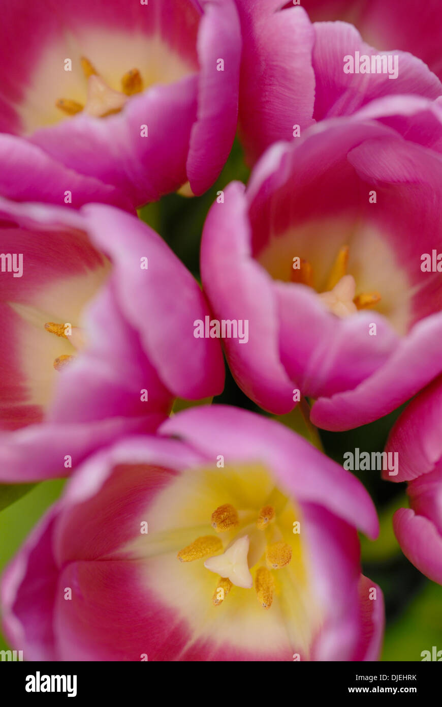 Close up of a group of open tulip flowers Stock Photo - Alamy