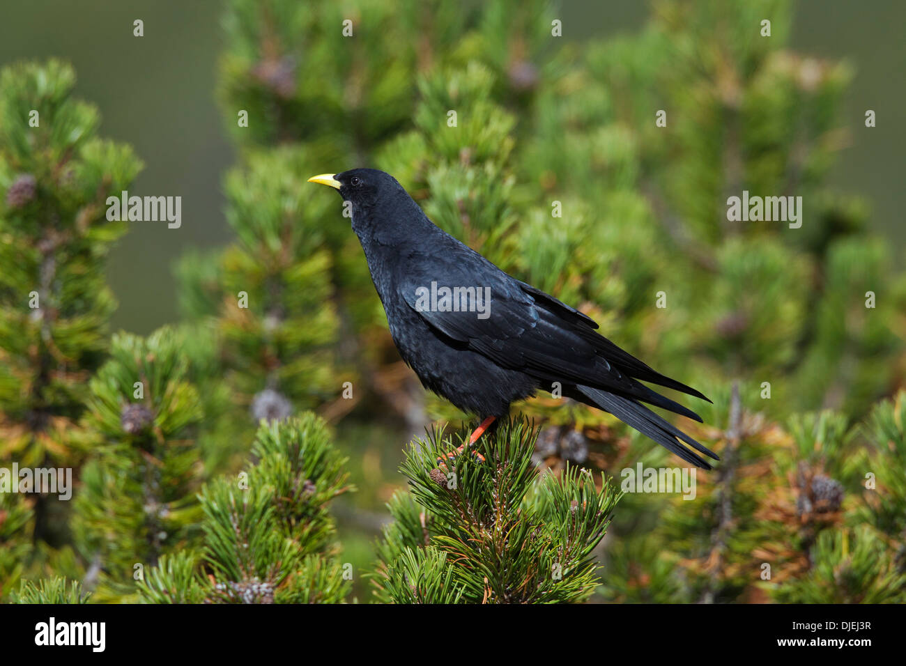 Black birds in the alps hi-res stock photography and images - Alamy