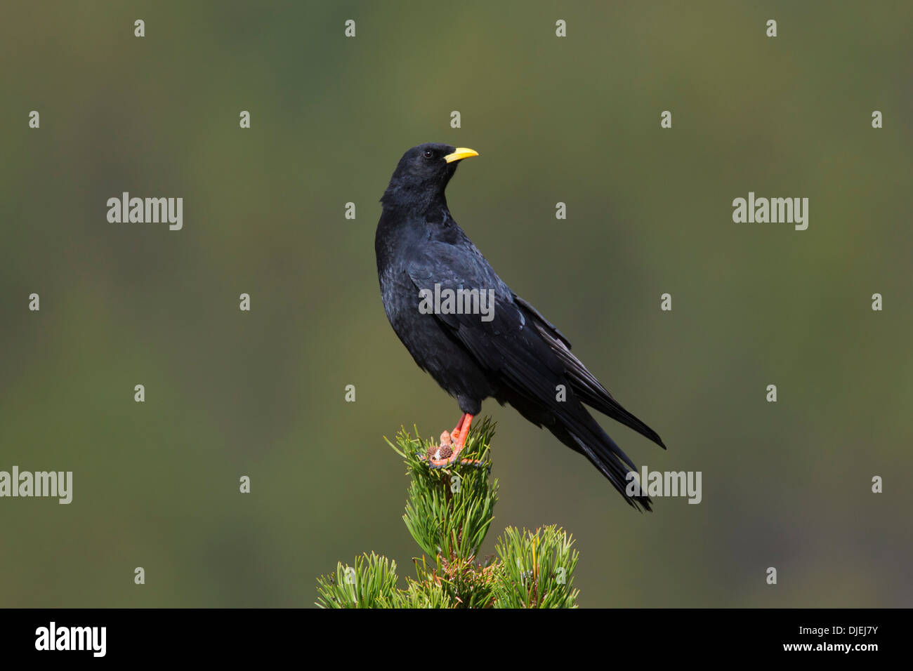 Alpine Chough / Yellow-billed Chough (Pyrrhocorax graculus) perched in ...