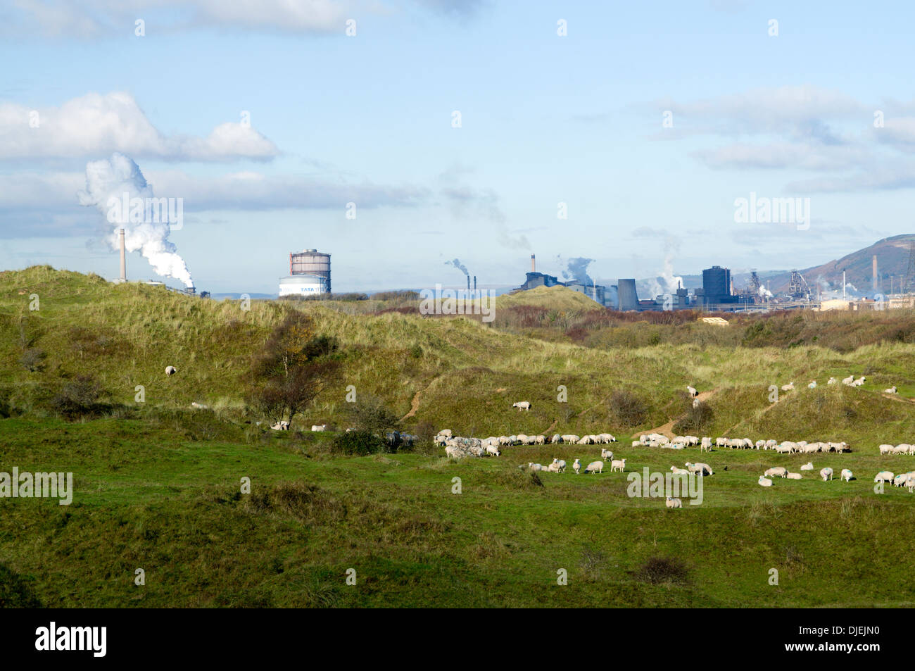 Flock of sheep with Port Talbot Steel Works in distance, Kenfig Burrows ...