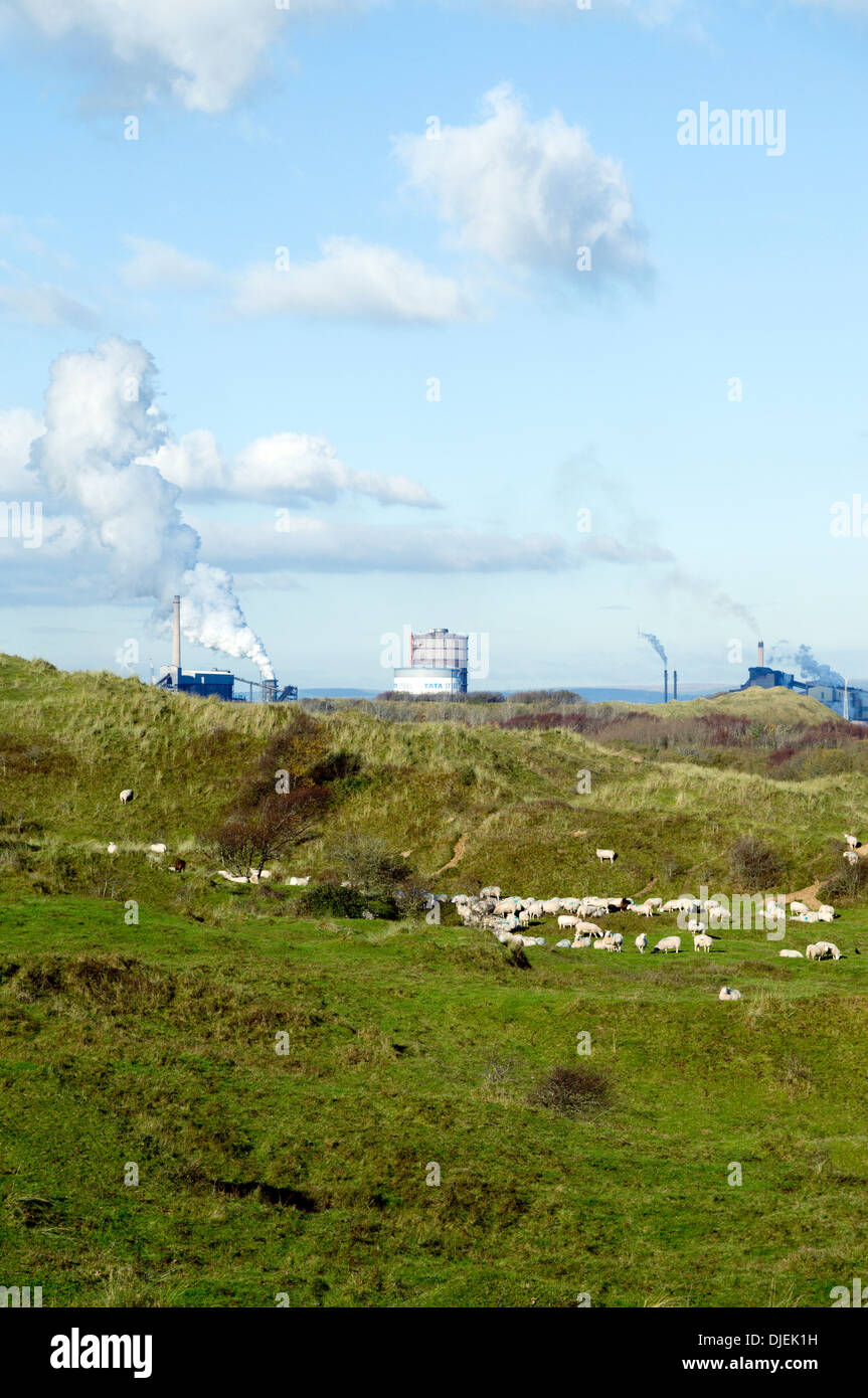 Flock of sheep with Port Talbot Steel Works in distance, Kenfig Burrows ...
