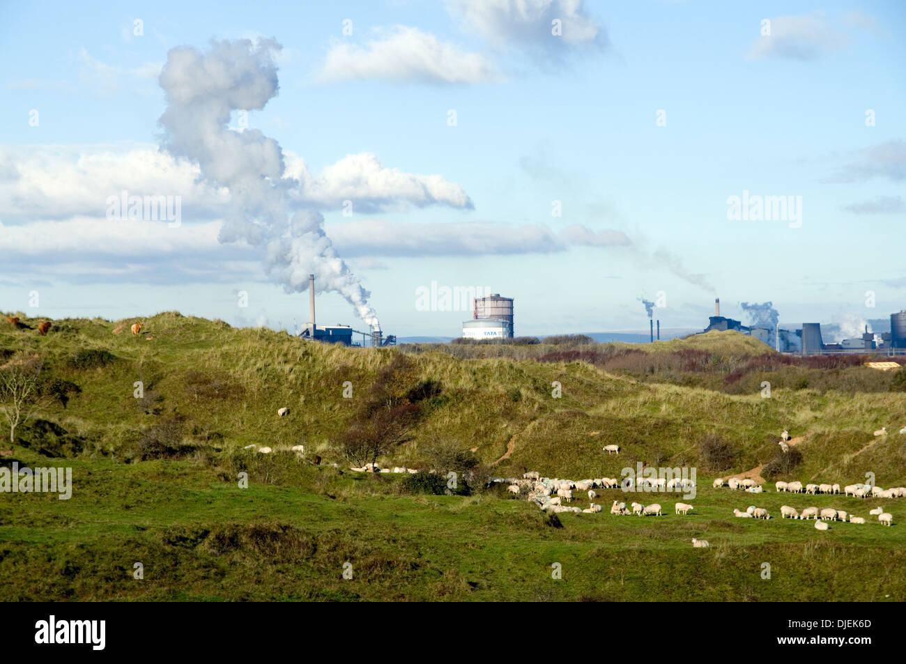 Flock of sheep with Port Talbot Steel Works in distance, Kenfig Burrows ...
