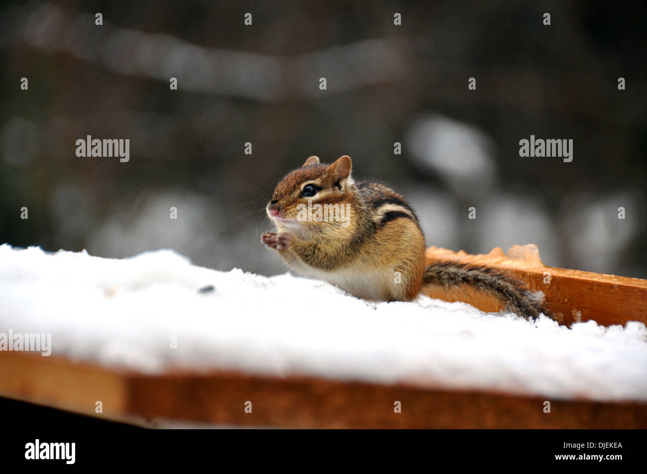 Chipmunk face hi-res stock photography and images - Alamy