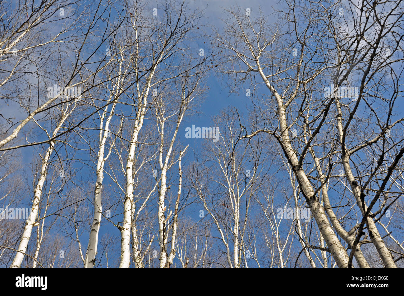 Birch ecosystem hi-res stock photography and images - Alamy