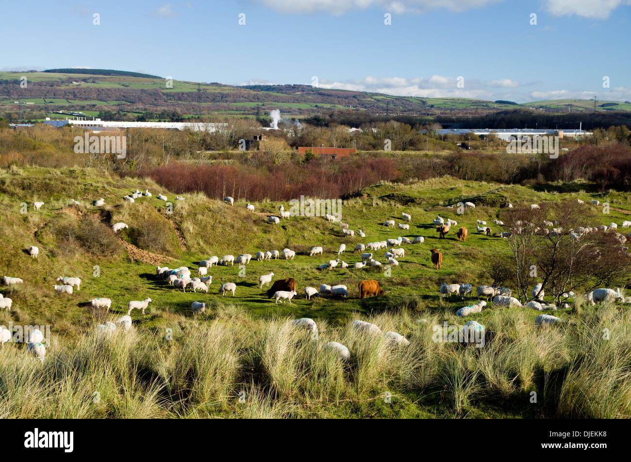 Large flock of sheep and Highland Cattle, Kenfig Burrows National ...