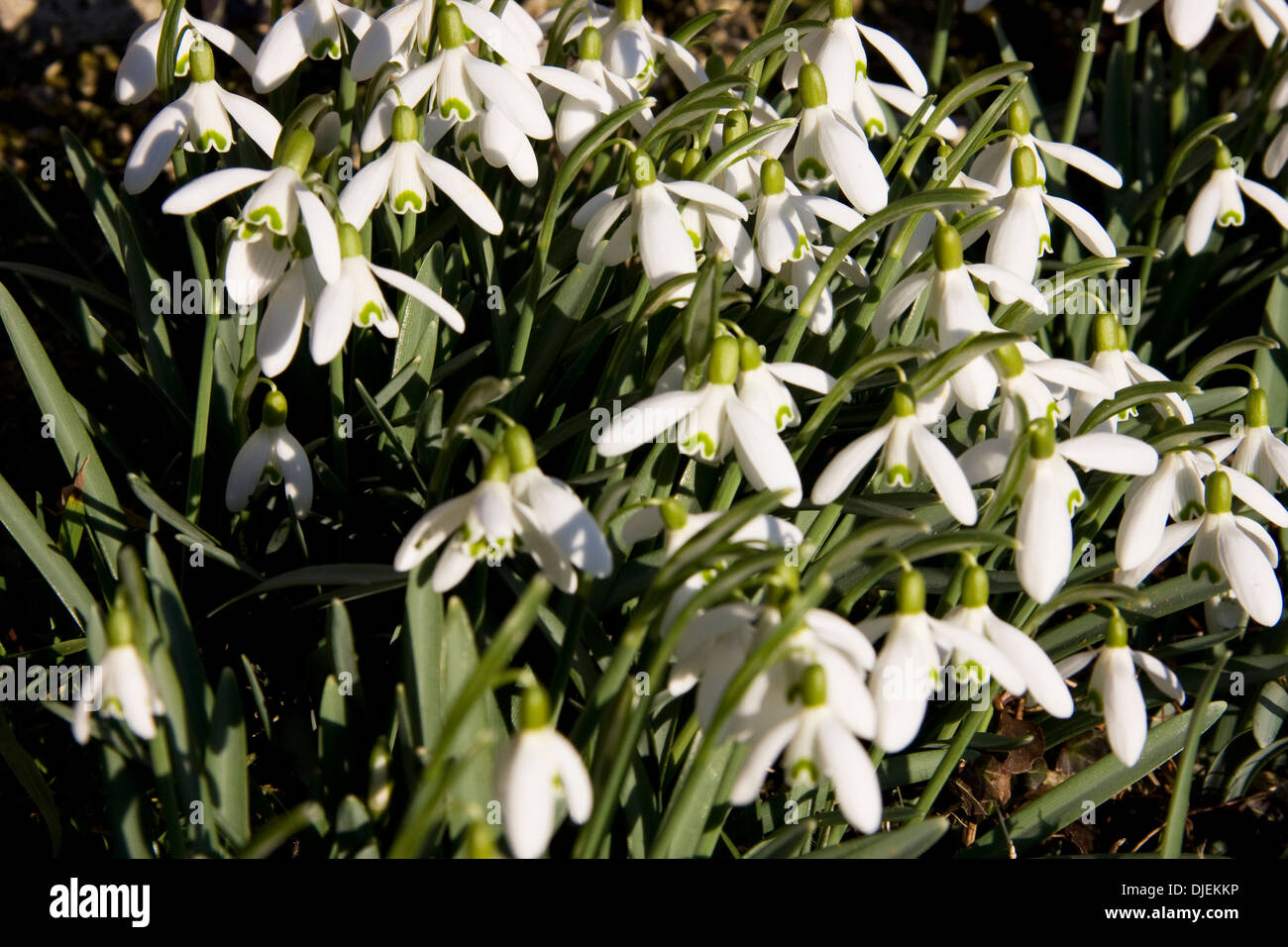 Group of snowdrops hi-res stock photography and images - Alamy