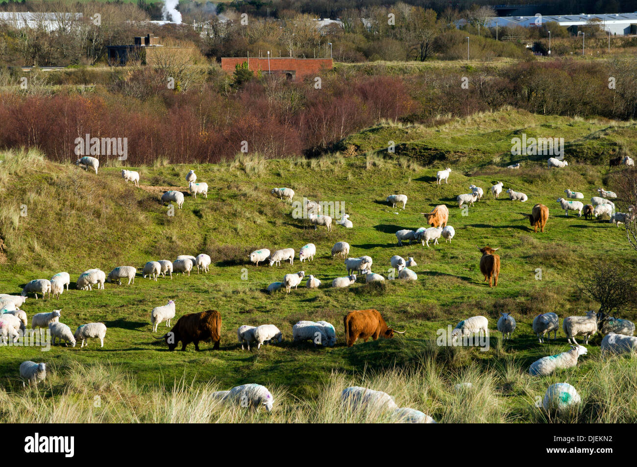 Large flock of sheep and Highland Cattle, Kenfig Burrows National ...