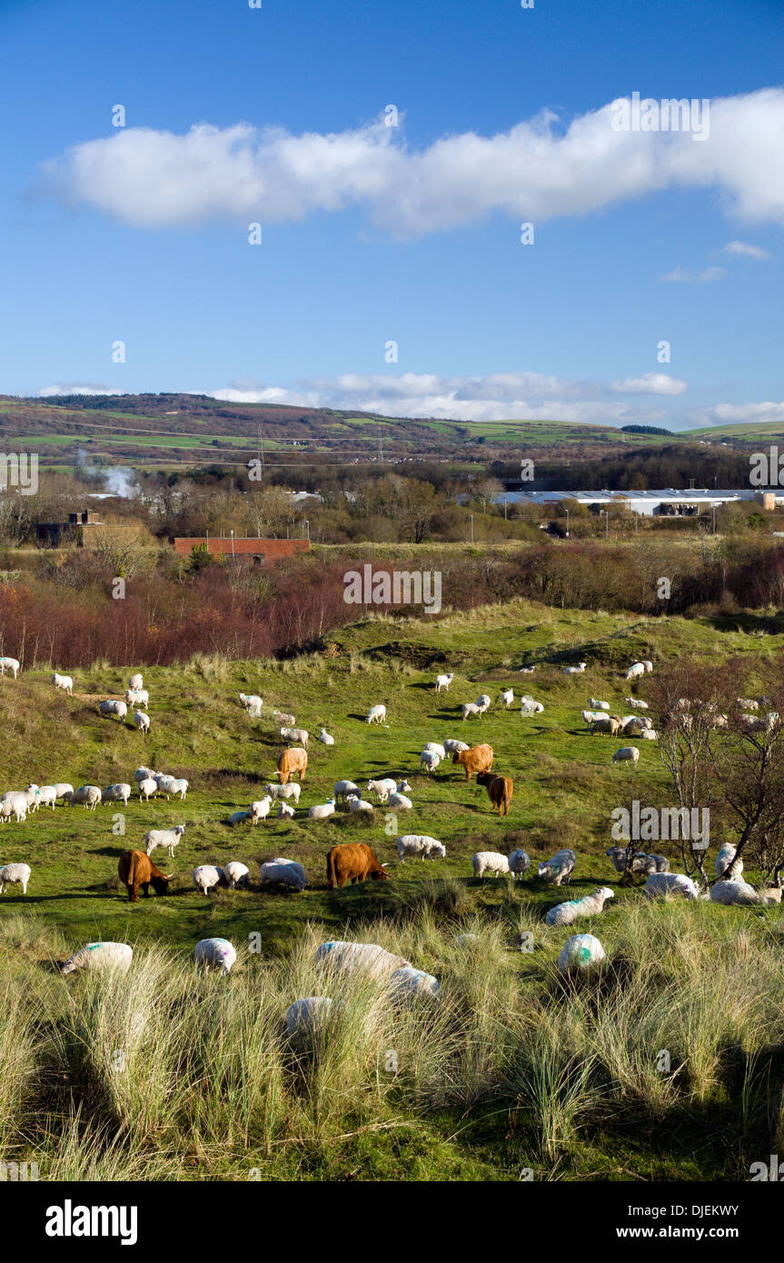 Kenfig burrows hi-res stock photography and images - Alamy