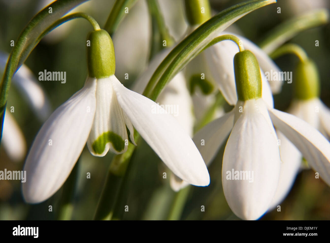 Group winter flowering white hi-res stock photography and images - Alamy