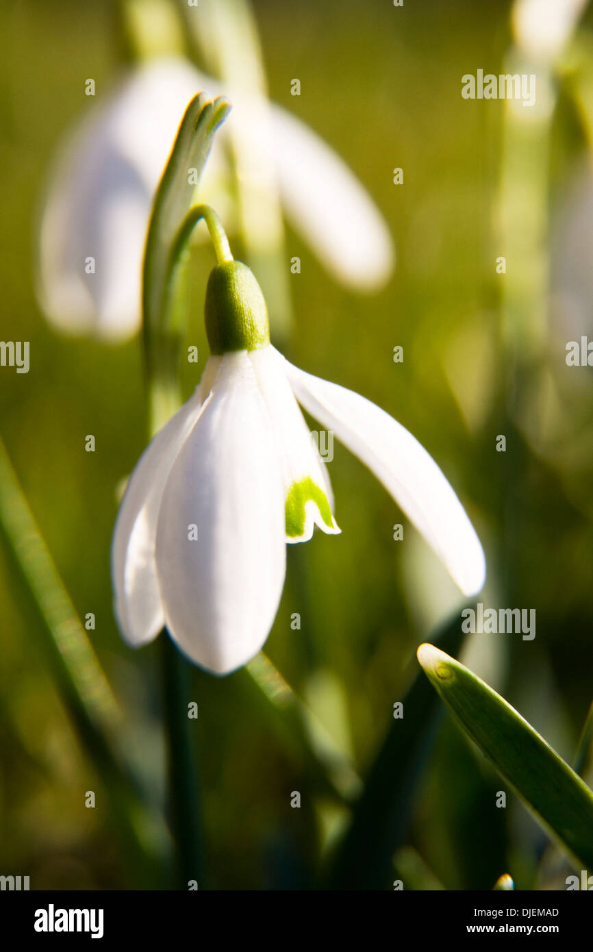 Small group of snowdrops hi-res stock photography and images - Alamy