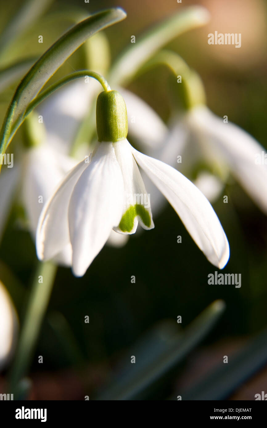 Small group of snowdrops hi-res stock photography and images - Alamy