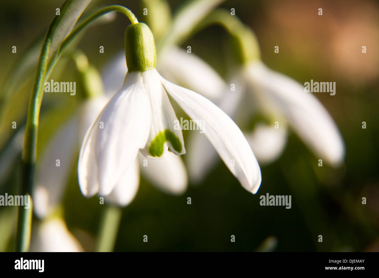 Small group of snowdrops hi-res stock photography and images - Alamy
