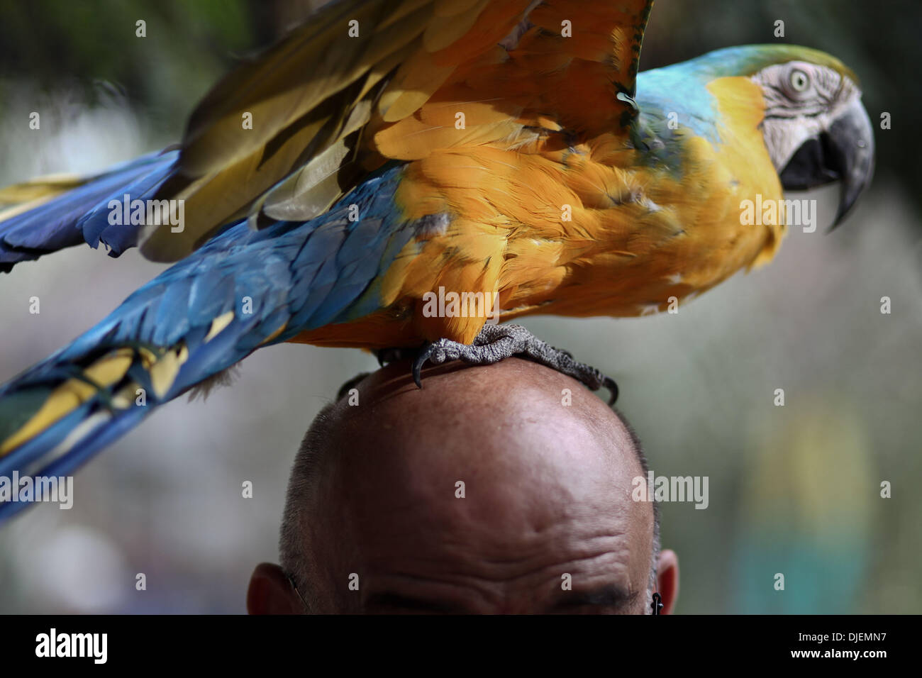 Gaza, Palestinian Territories, . 27th Nov, 2013. a 6 months-old parrot ...