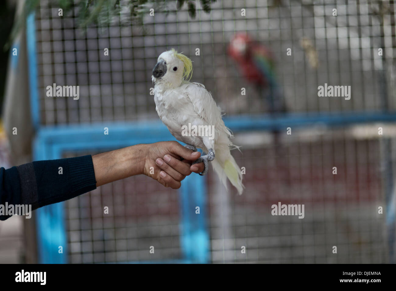 Gaza, Palestinian Territories, . 27th Nov, 2013. a Parrot named ''Koko ...