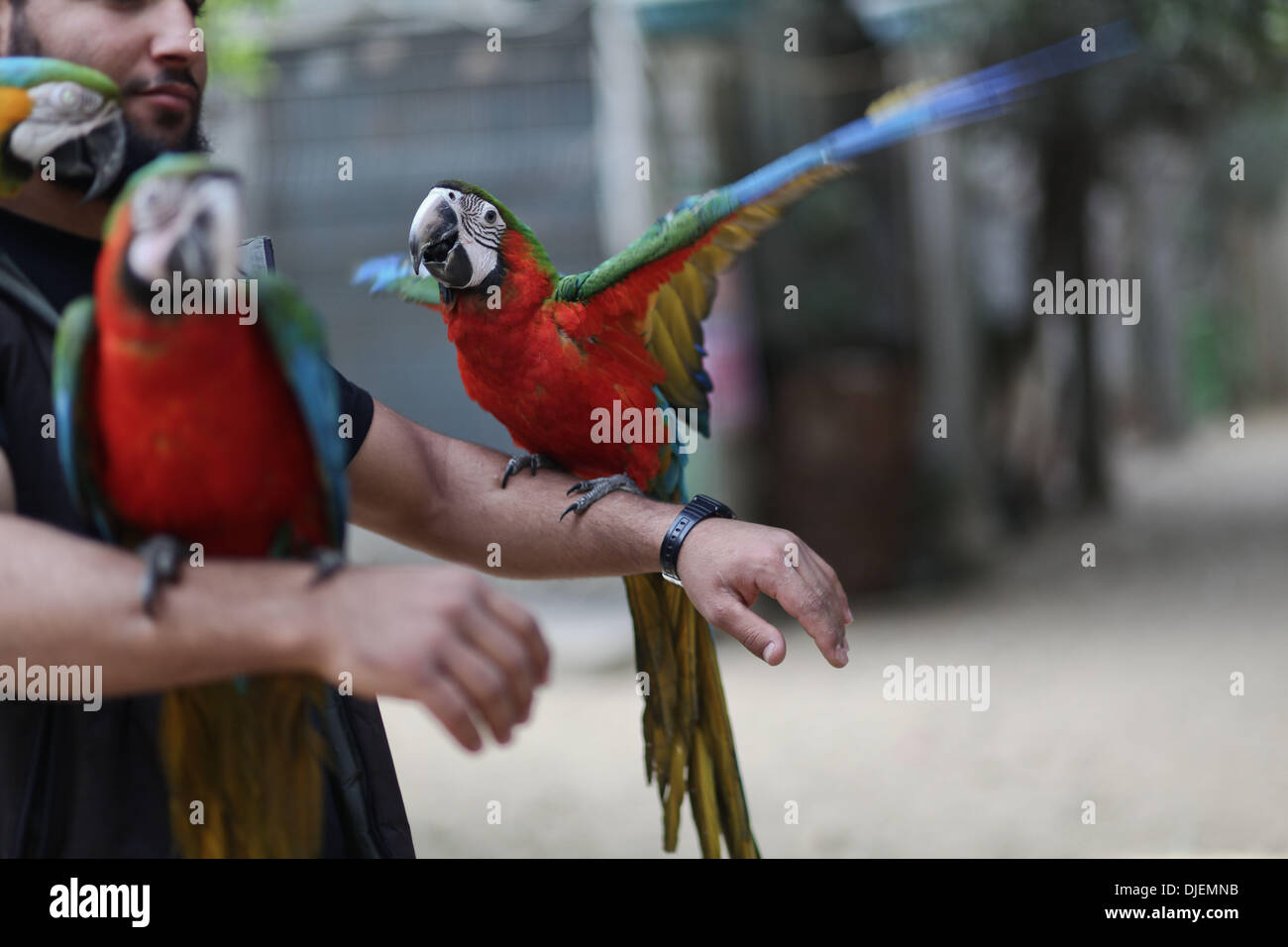 Gaza, Palestinian Territories, . 27th Nov, 2013. Birds belong to the ...