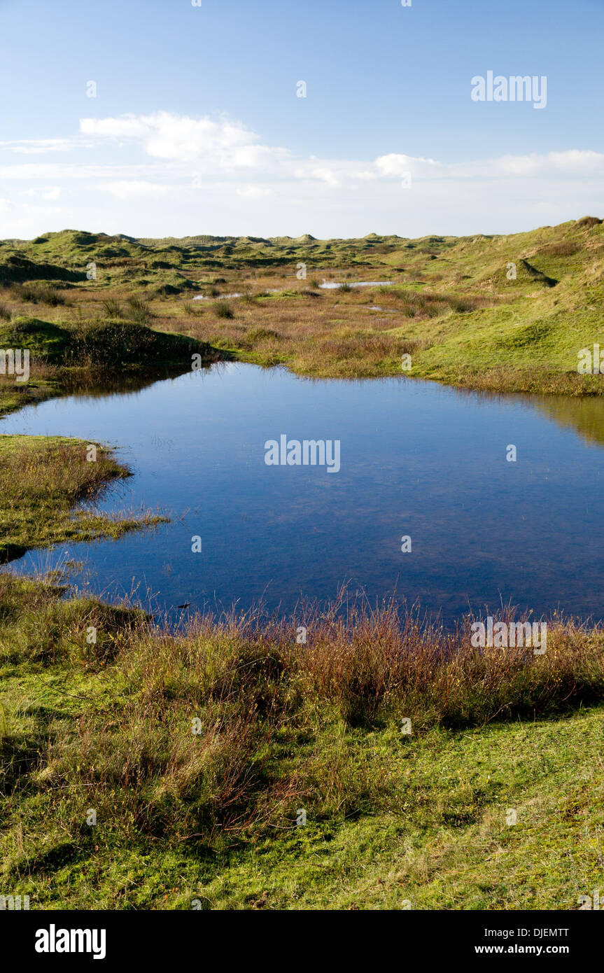 Flooded dune slack, Kenfig National Nature Reserve near Port Talbot ...