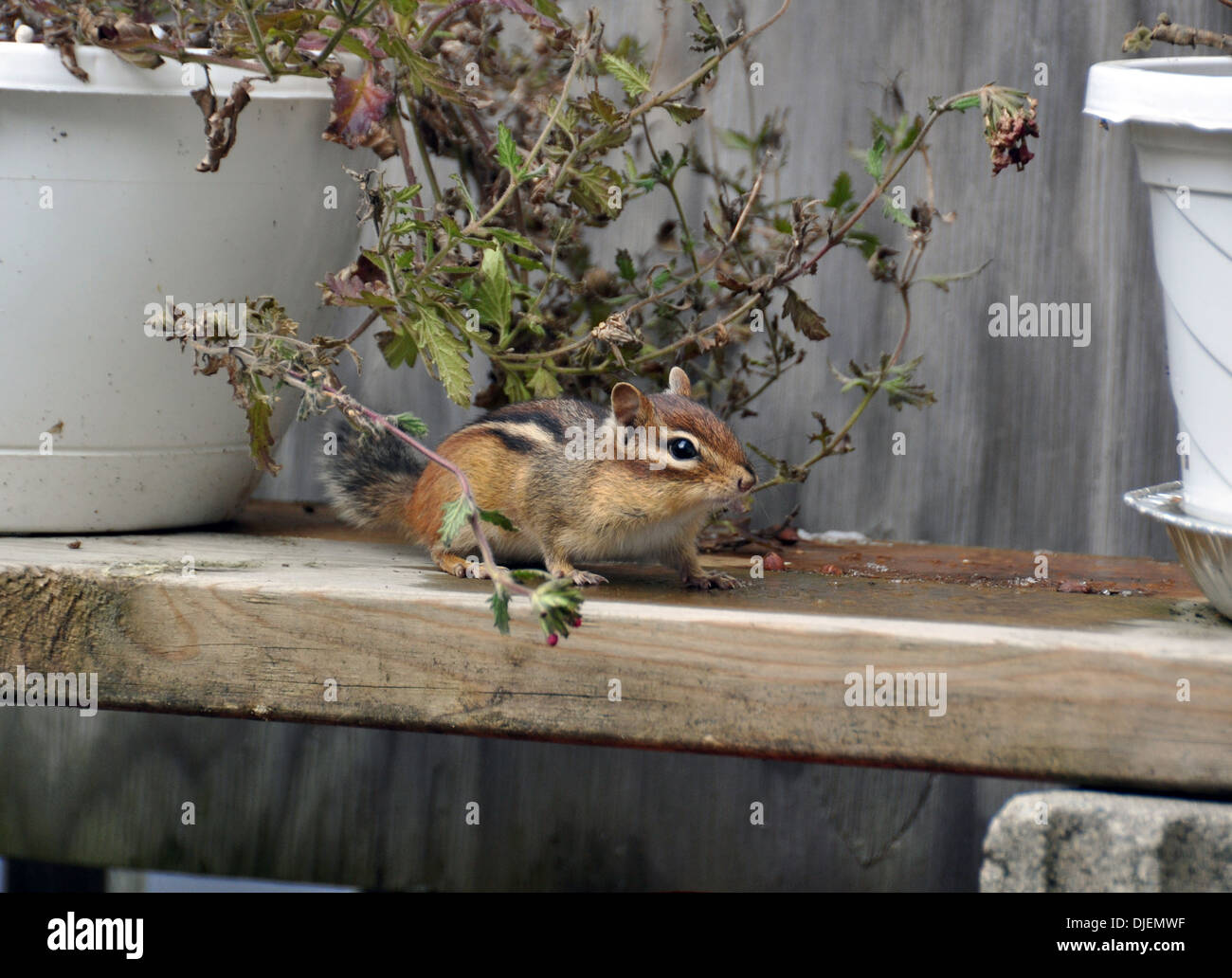 Chipmunk face hi-res stock photography and images - Alamy