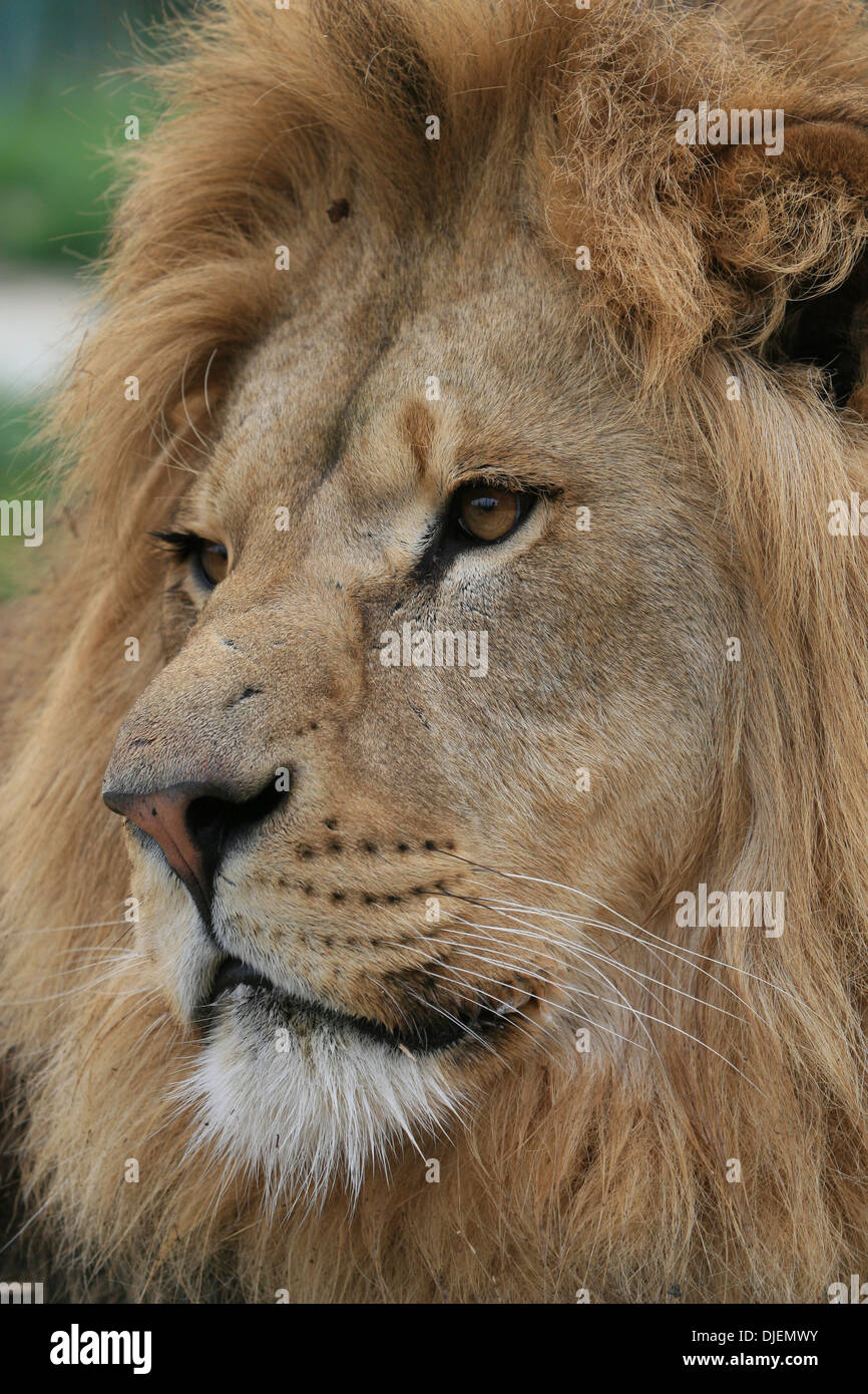 Close Up Of Lion's face Stock Photo - Alamy