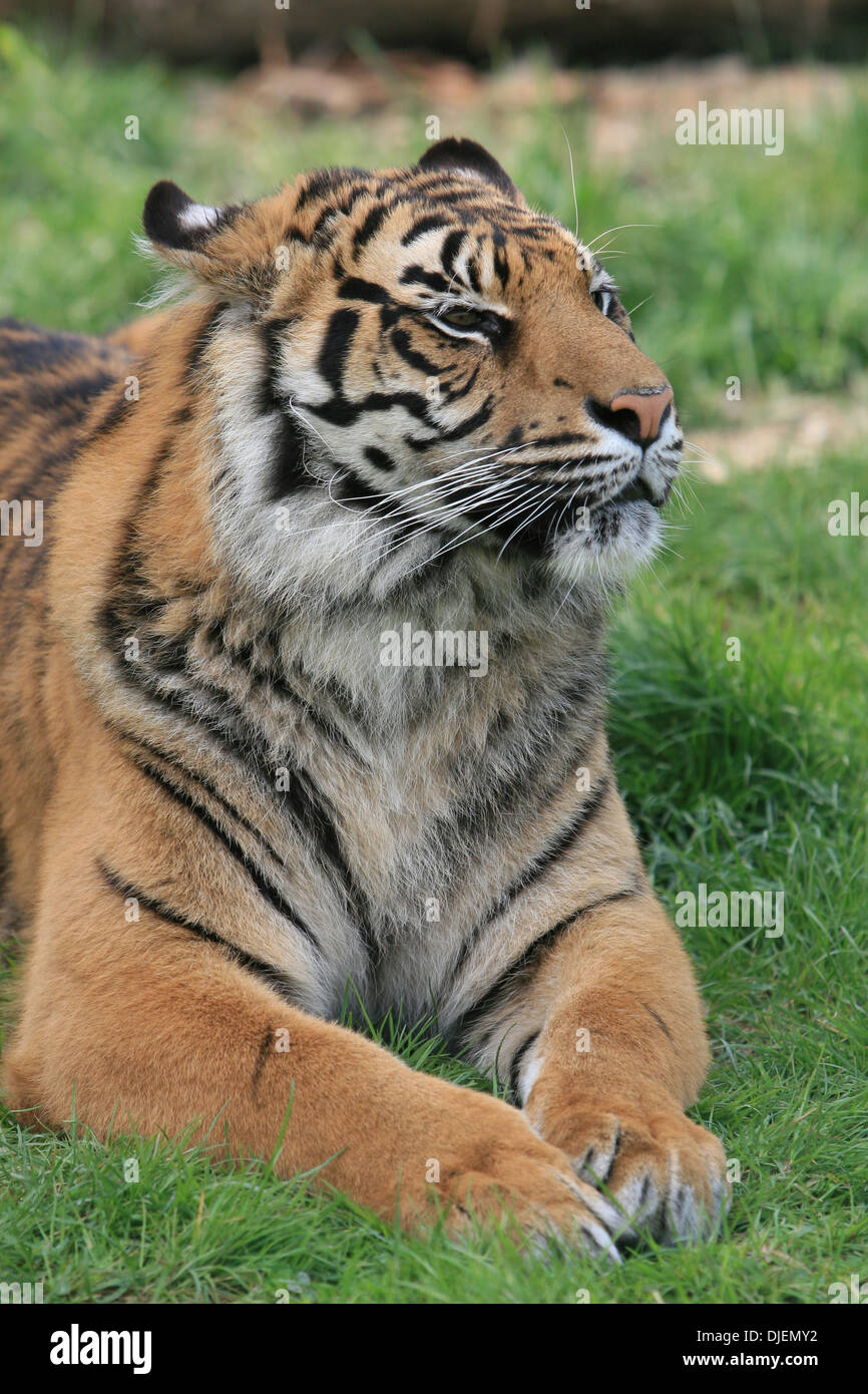 Tiger claws hi-res stock photography and images - Alamy