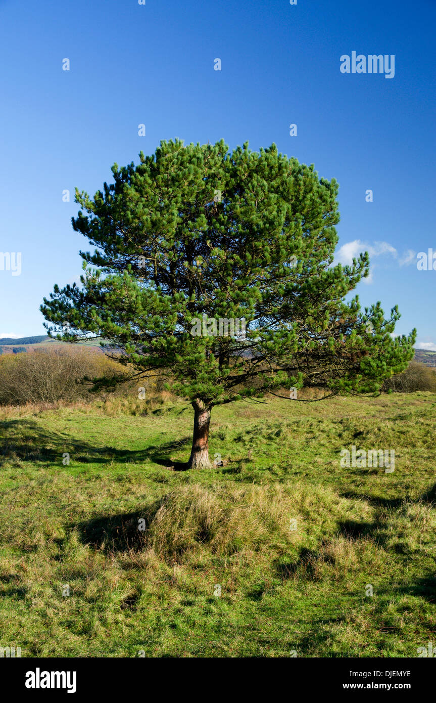 Welsh national nature reserve hi-res stock photography and images - Alamy