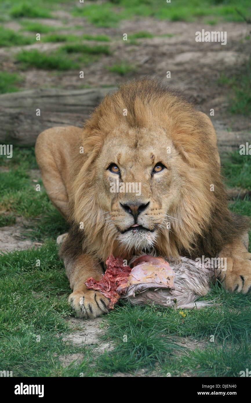 Lion Eating Meat Looking Up At Camera Stock Photo - Alamy