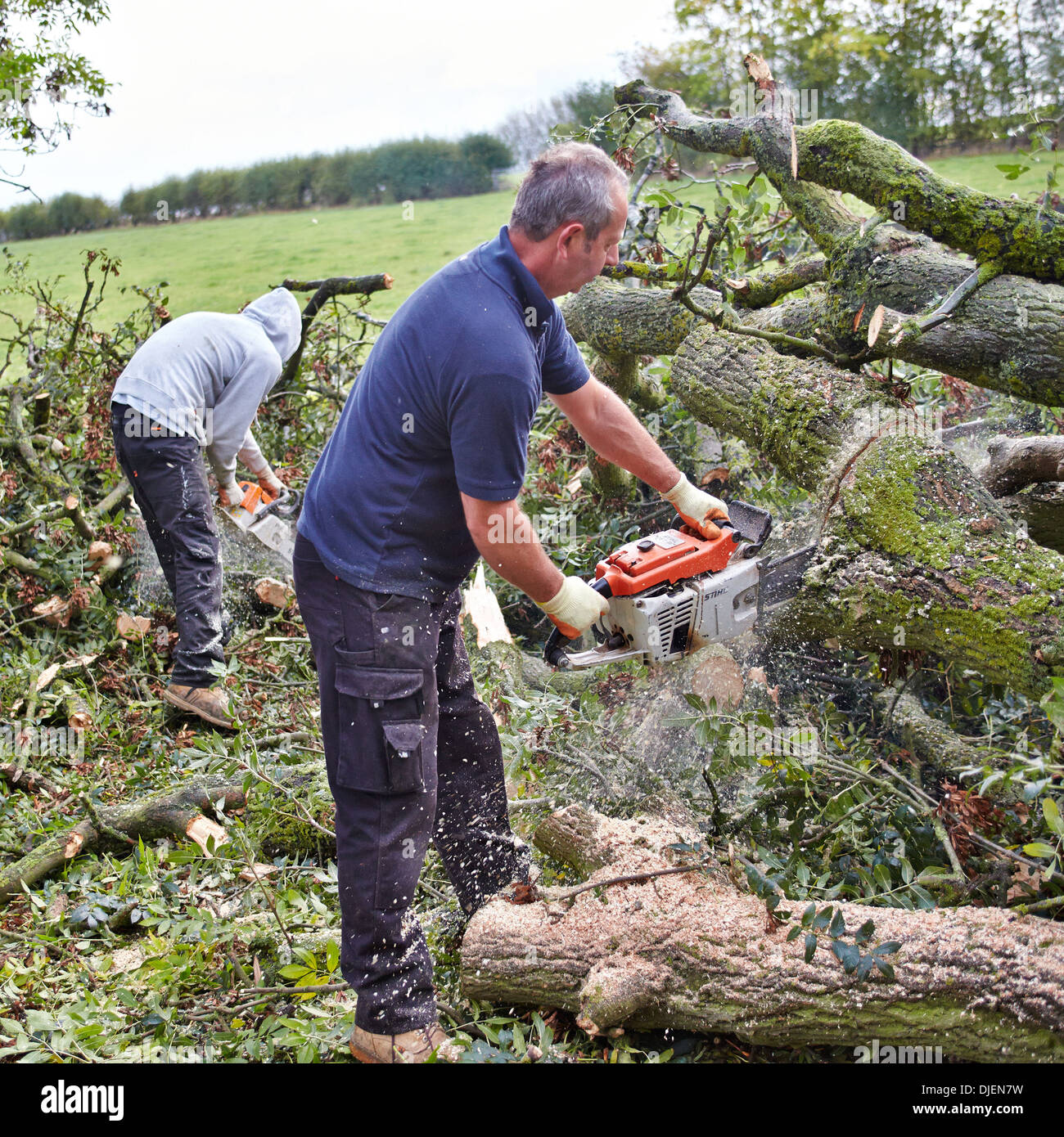 Two men use chainsaws to clear a fallen tree blocking a road Stock ...
