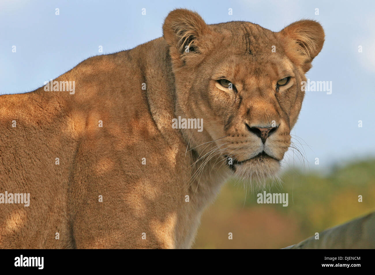Tail of lioness hi-res stock photography and images - Alamy