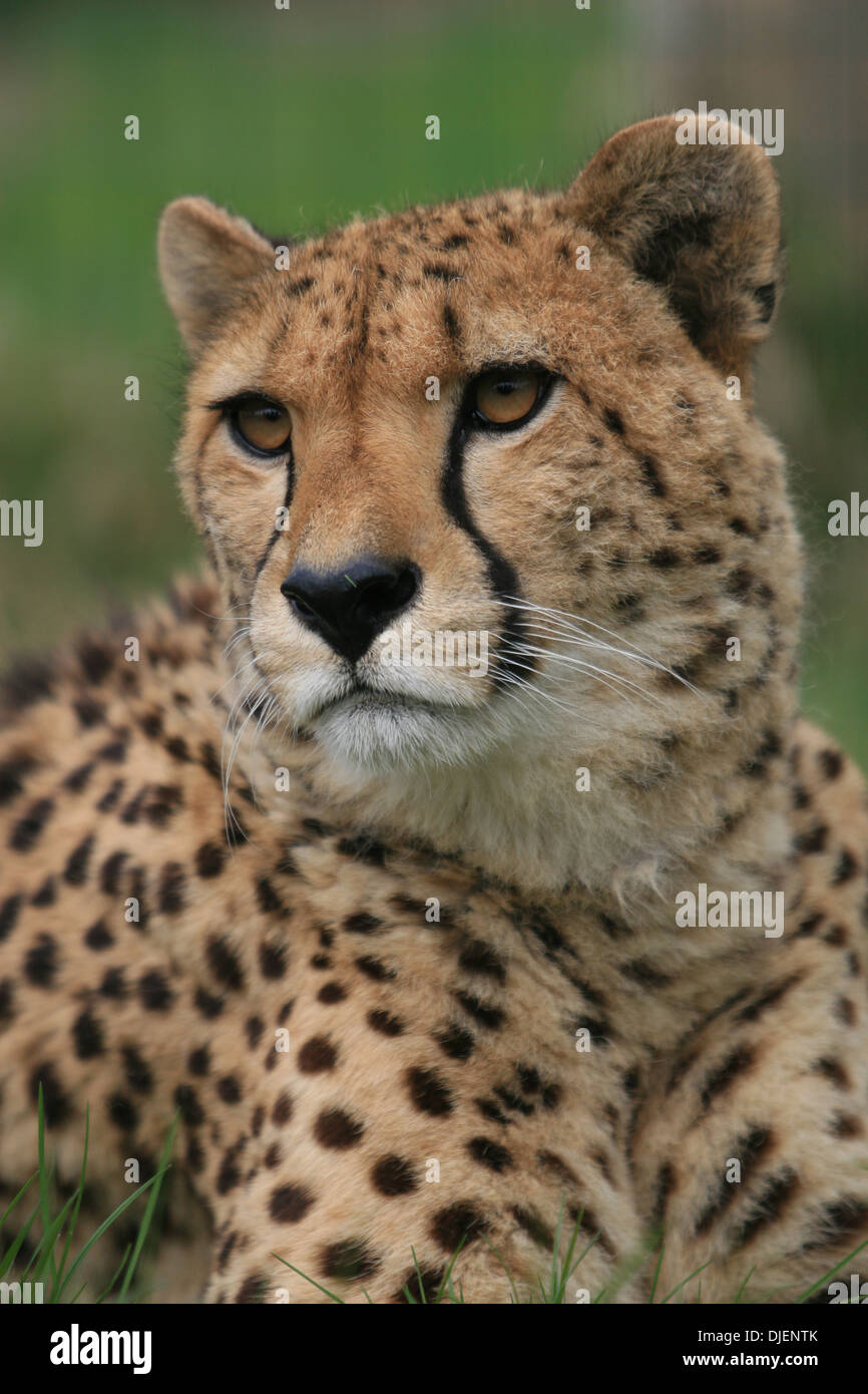 Cheetah face hi-res stock photography and images - Alamy
