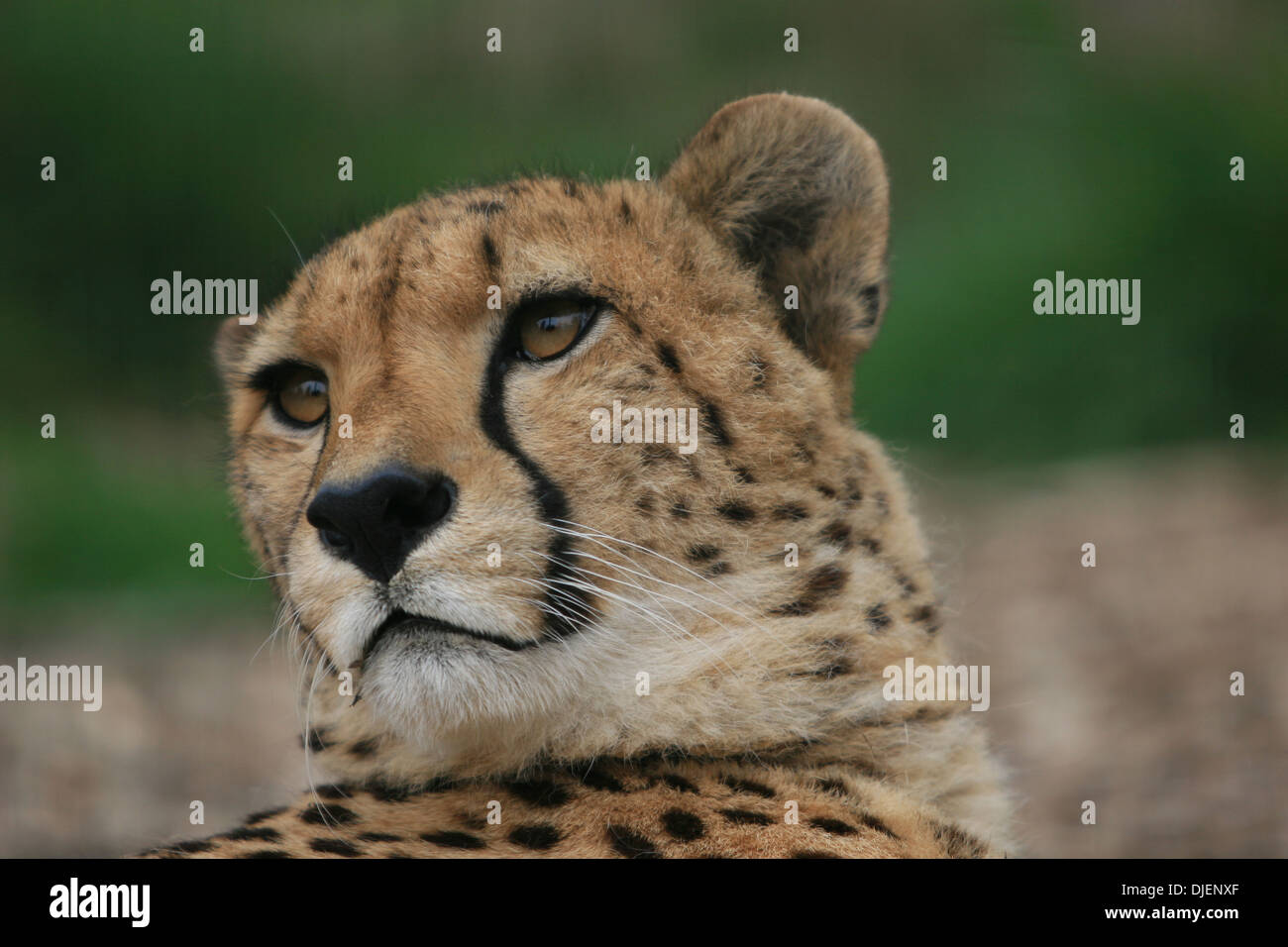 Cheetah face hi-res stock photography and images - Alamy