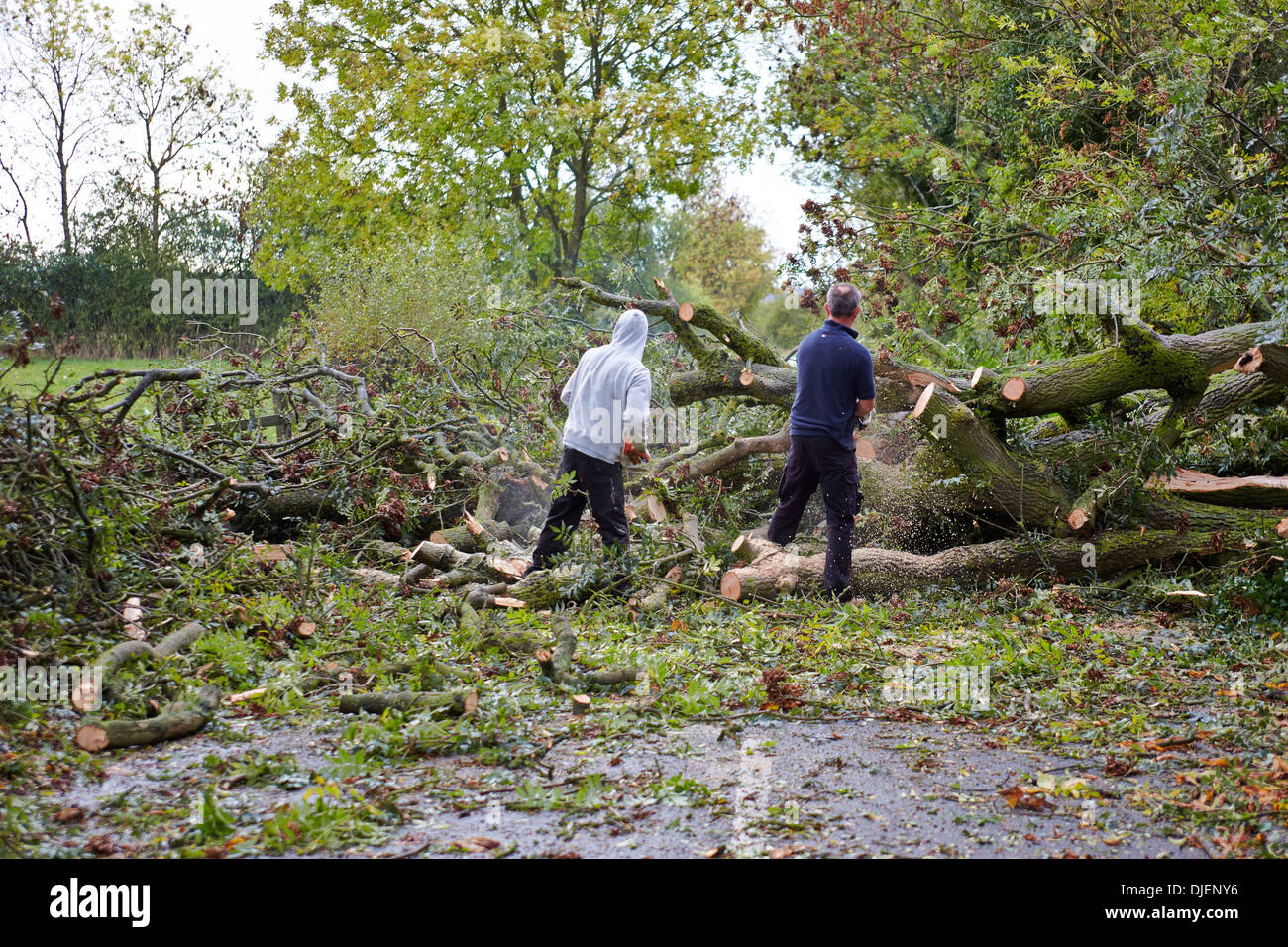 Cutting fallen tree hi-res stock photography and images - Alamy