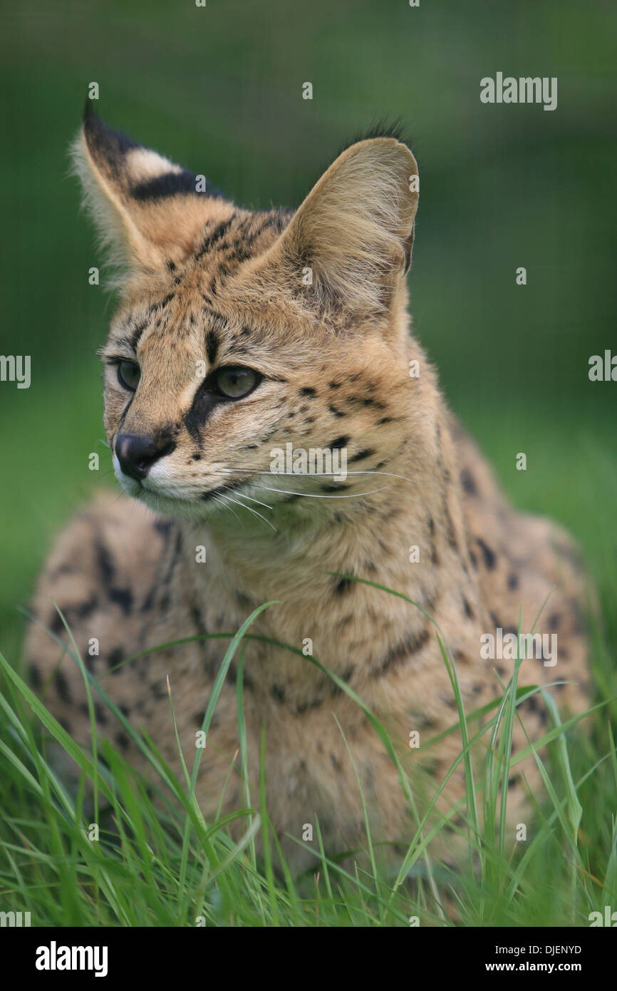 Serval cat skin hi-res stock photography and images - Alamy