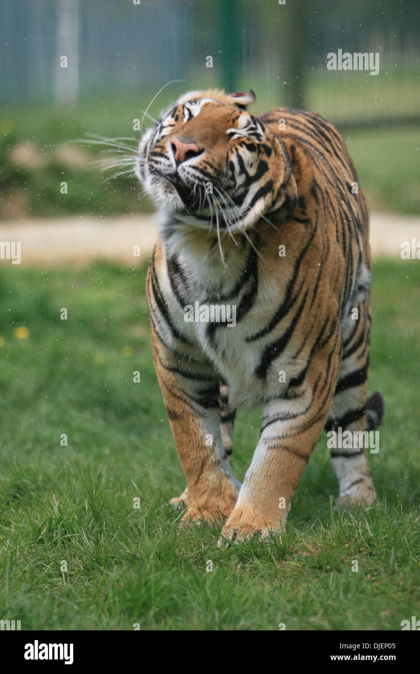 Tiger Shaking Itself Dry Stock Photo - Alamy