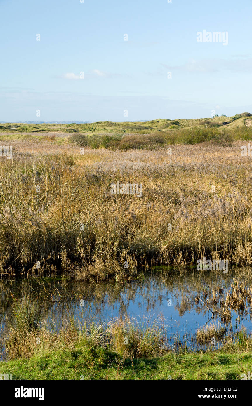 River Kenfig and reed beds, Kenfig National Nature Reserve near Port ...