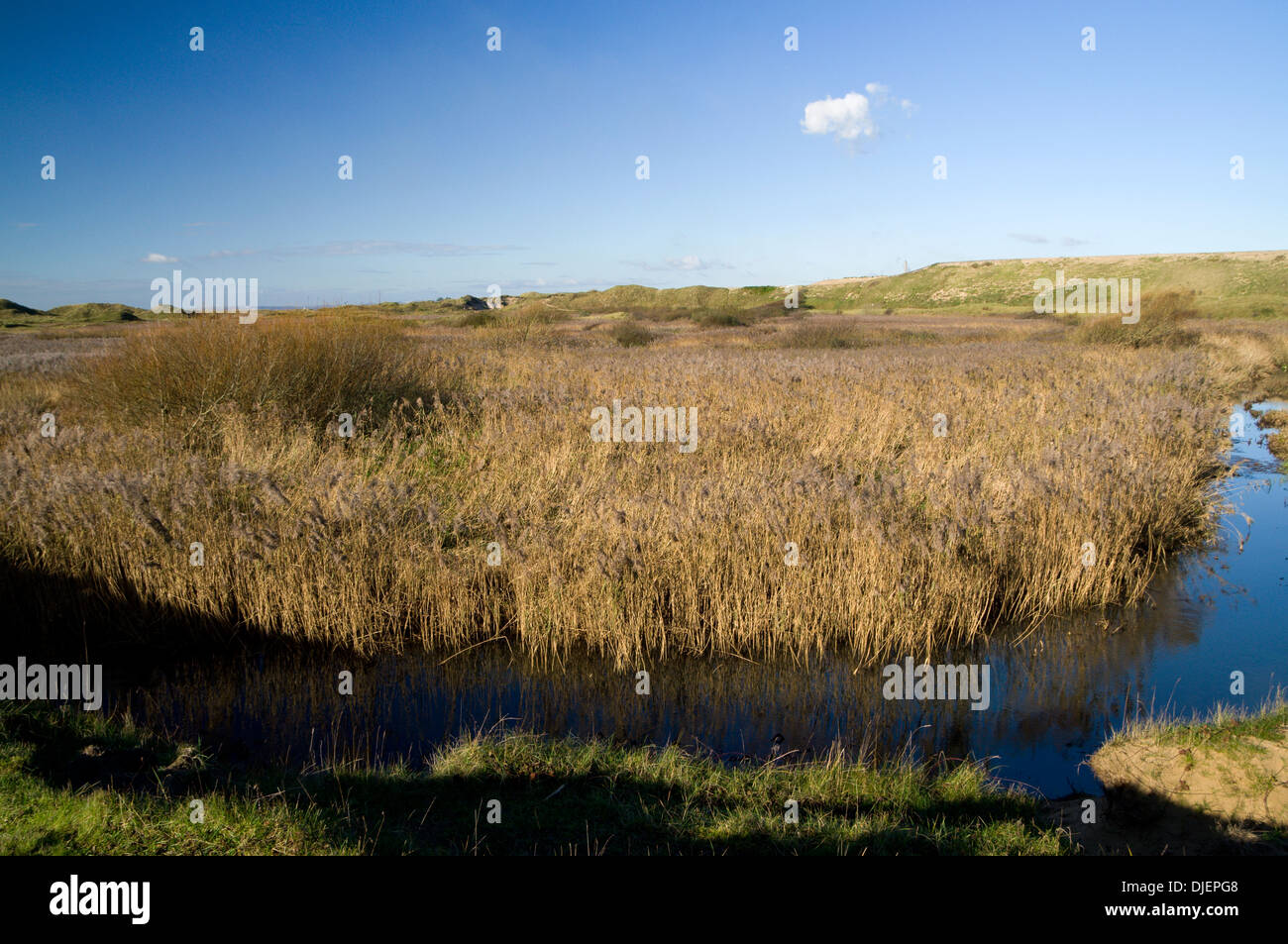 River Kenfig and reed beds, Kenfig National Nature Reserve near Port ...