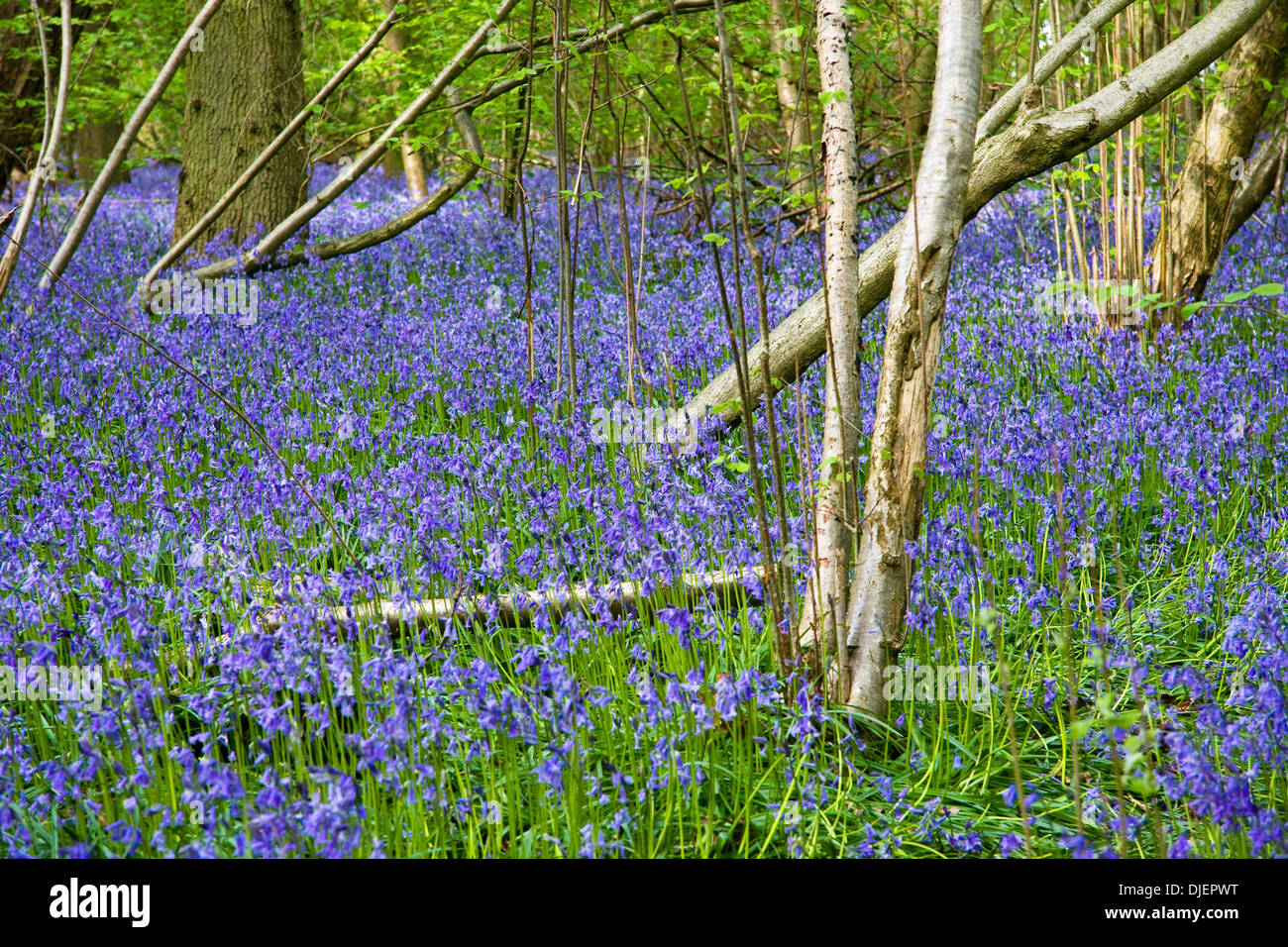 Spring england hi-res stock photography and images - Alamy