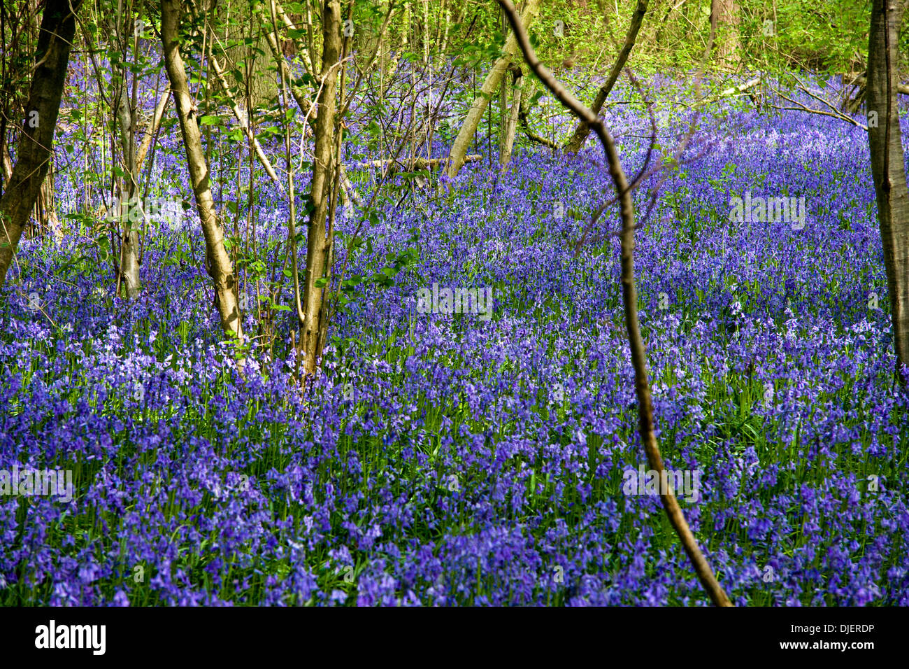 Spring england hi-res stock photography and images - Alamy