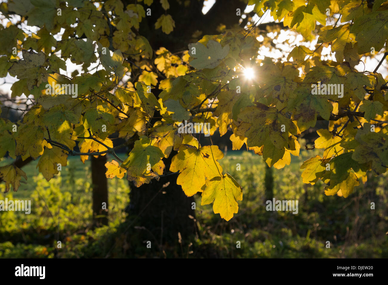 Common field maple hi-res stock photography and images - Alamy