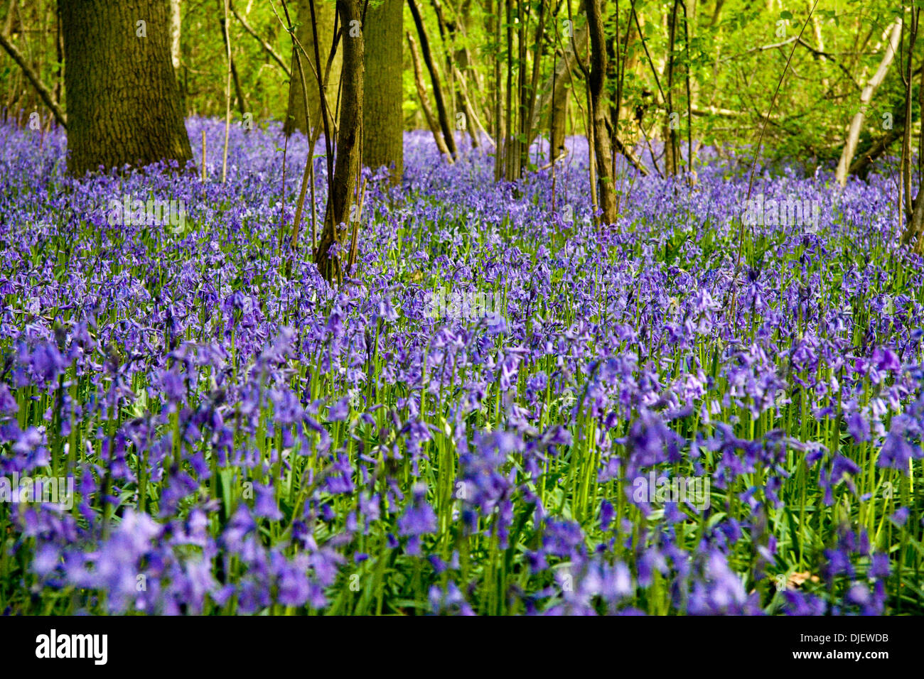 Bluebell woodland cotswolds hi-res stock photography and images - Alamy