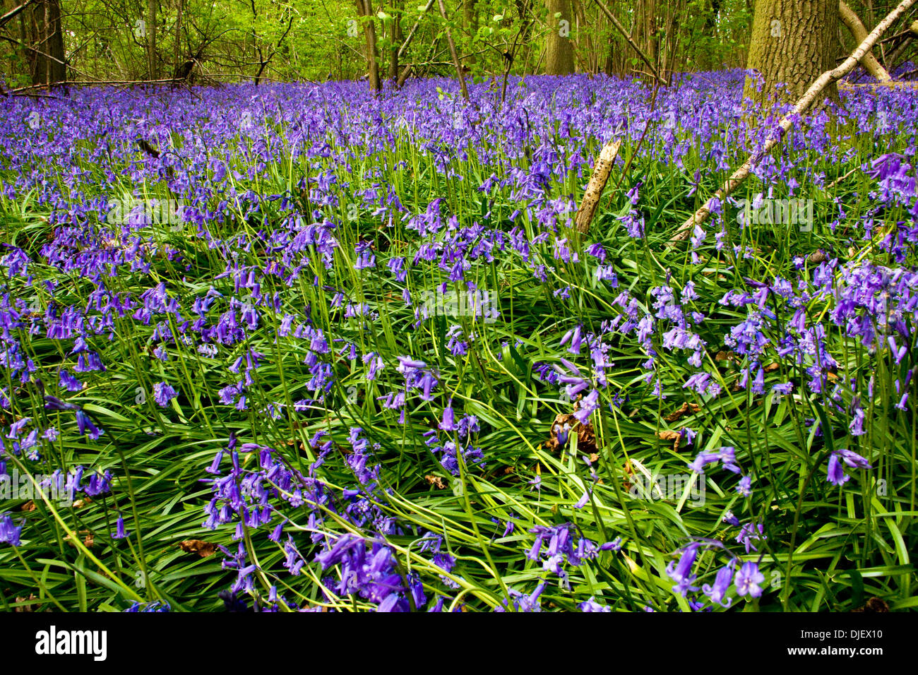 Ground cover in bluebell wood hi-res stock photography and images - Alamy