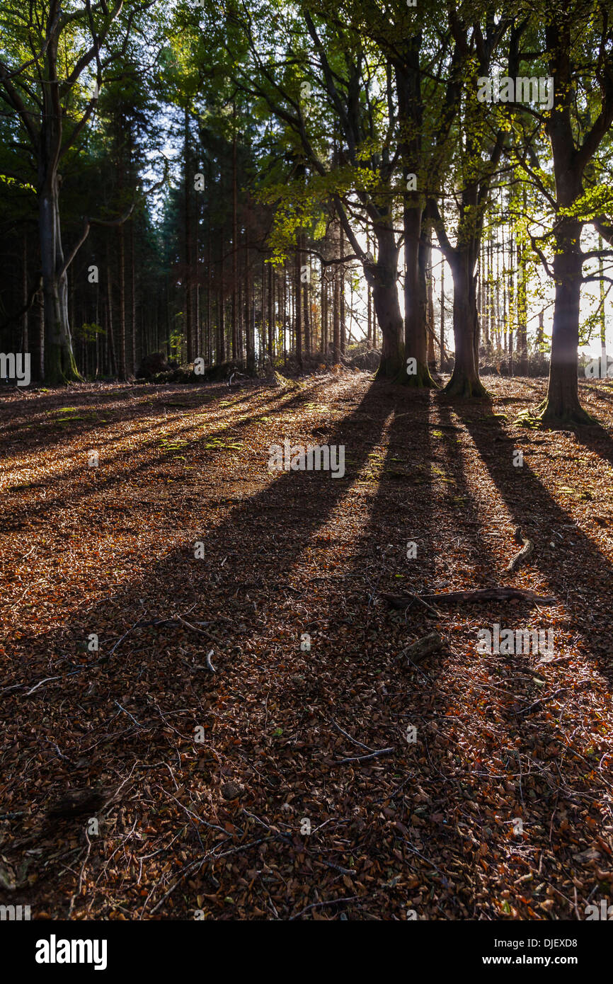 Strathbogie hi-res stock photography and images - Alamy