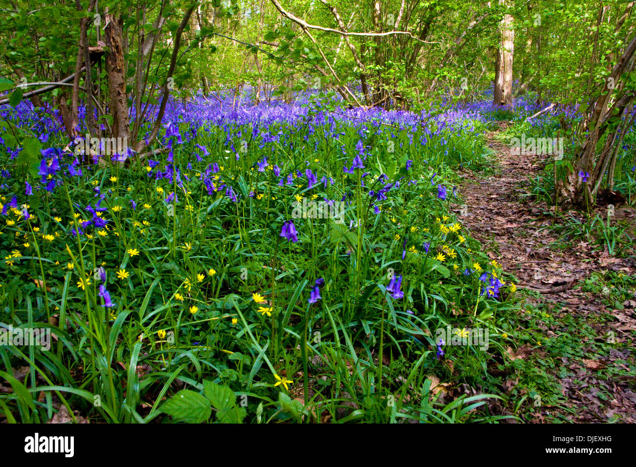 Lesser celandine trees hi-res stock photography and images - Alamy