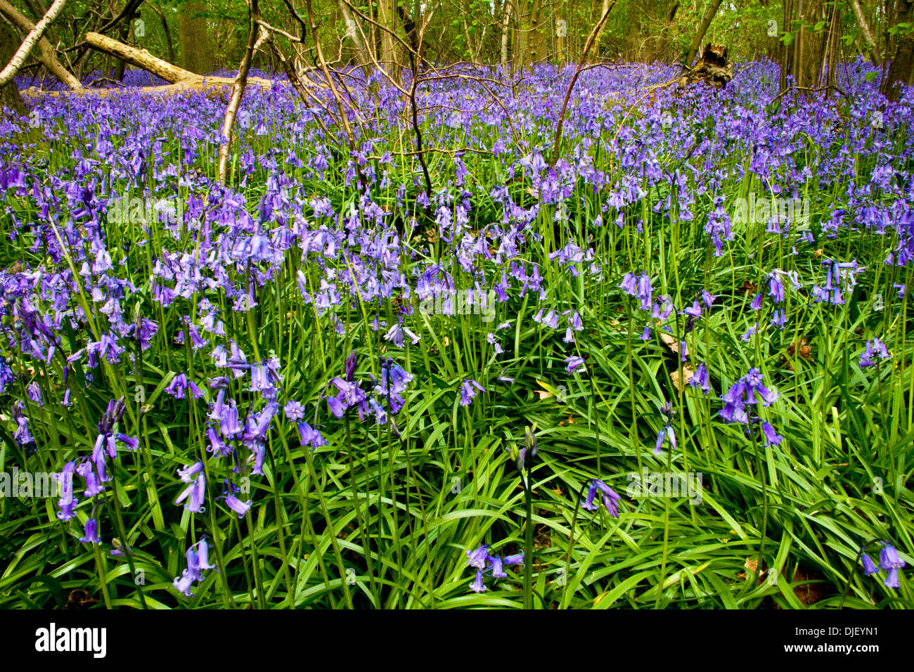 England wild flowers hi-res stock photography and images - Alamy