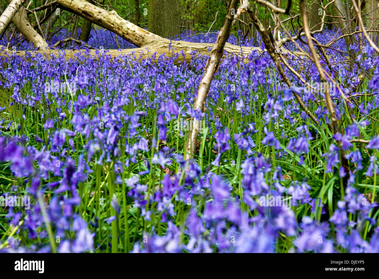 Spring england hi-res stock photography and images - Alamy