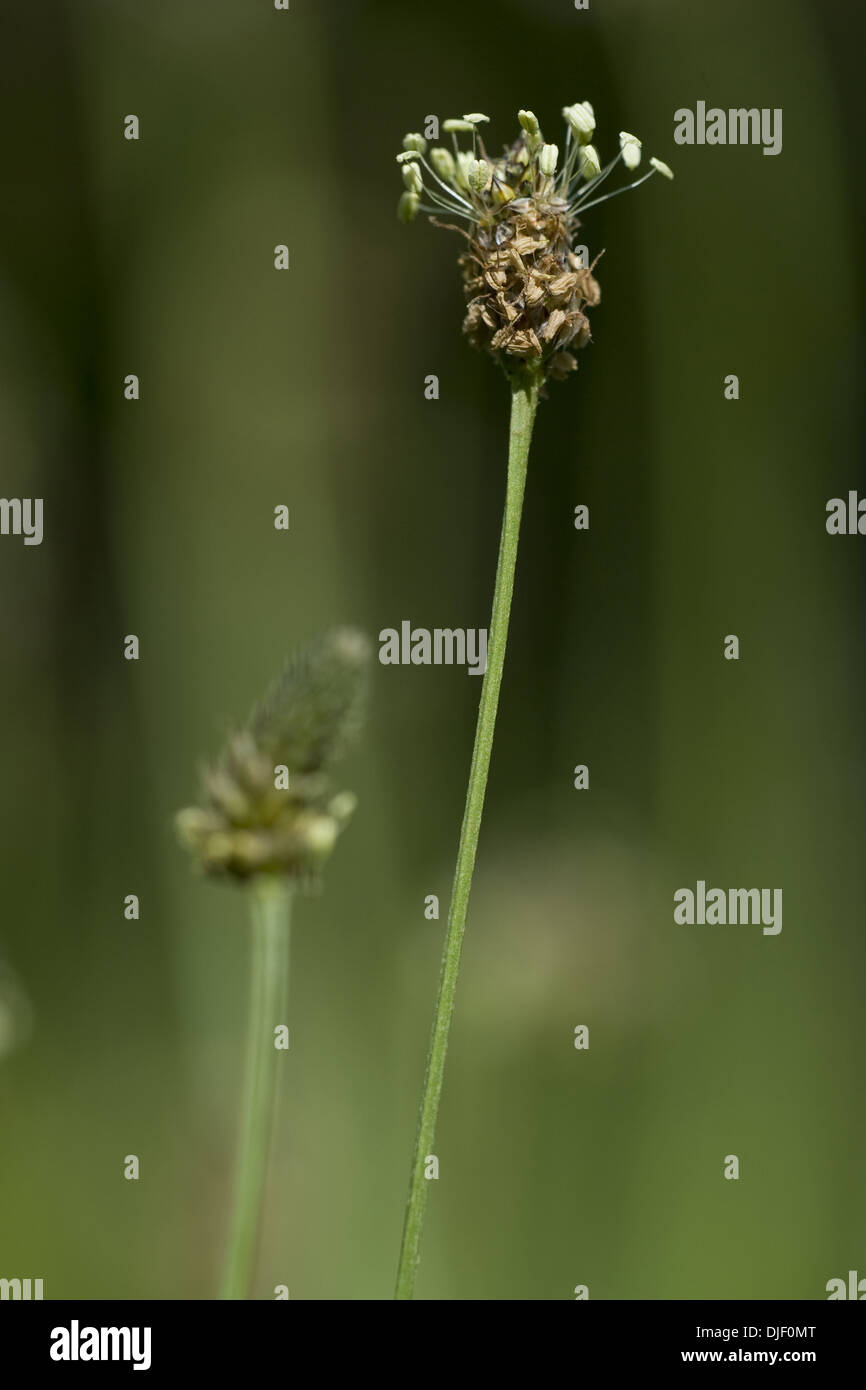 Plantago lanceolata hi-res stock photography and images - Alamy