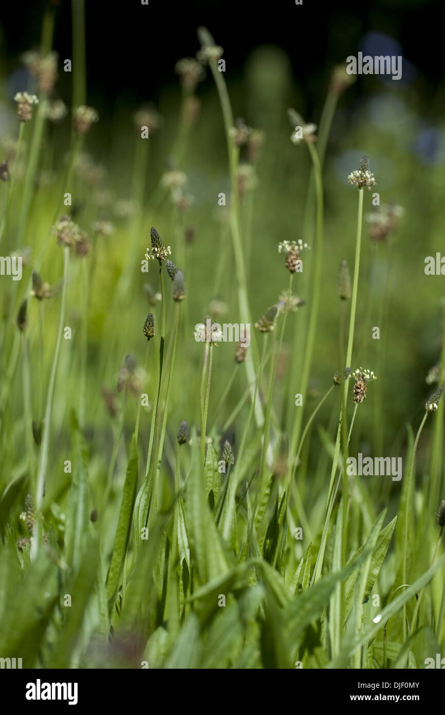 Plantago lanceolata hi-res stock photography and images - Alamy