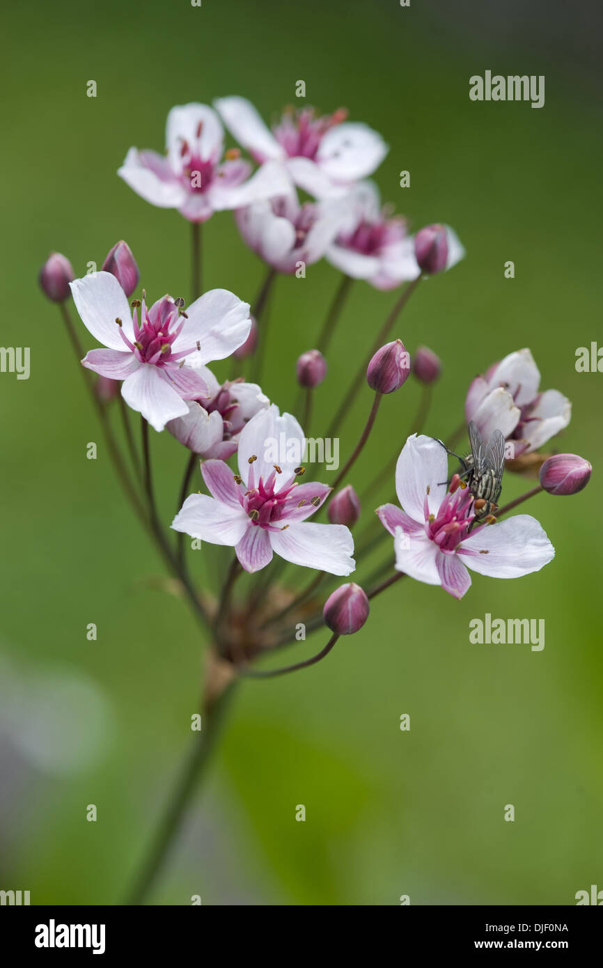 flowering rush, butomus umbellatus Stock Photo - Alamy