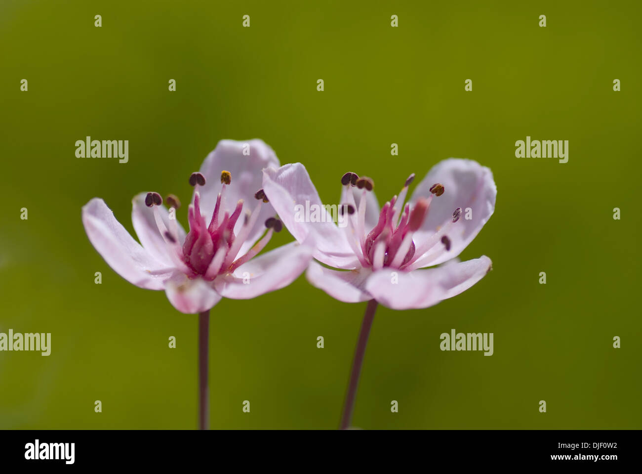 flowering rush, butomus umbellatus Stock Photo - Alamy